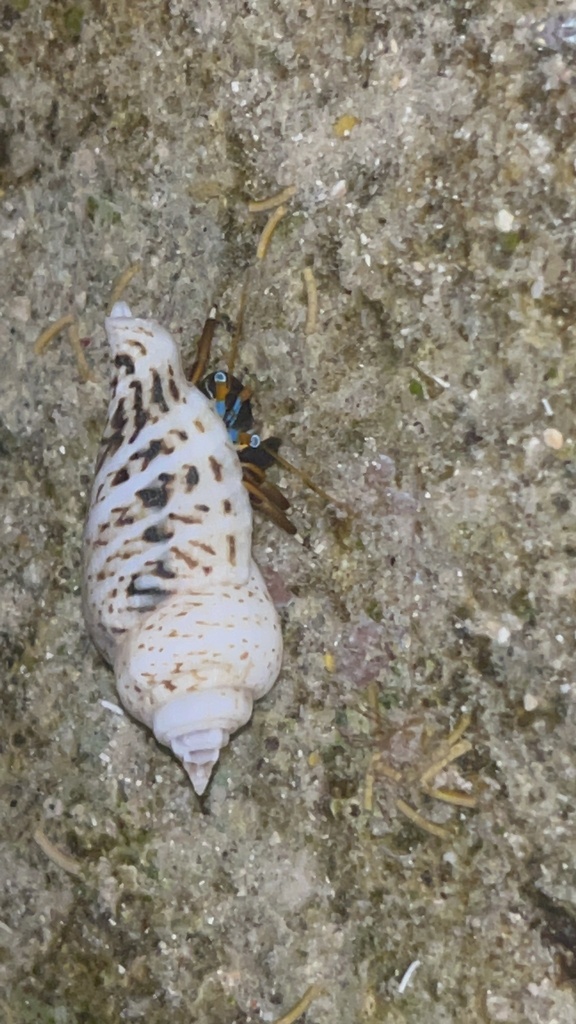 Gibbose Stromb in July 2023 by alexbarnard. (Snail, not the hermit crab ...