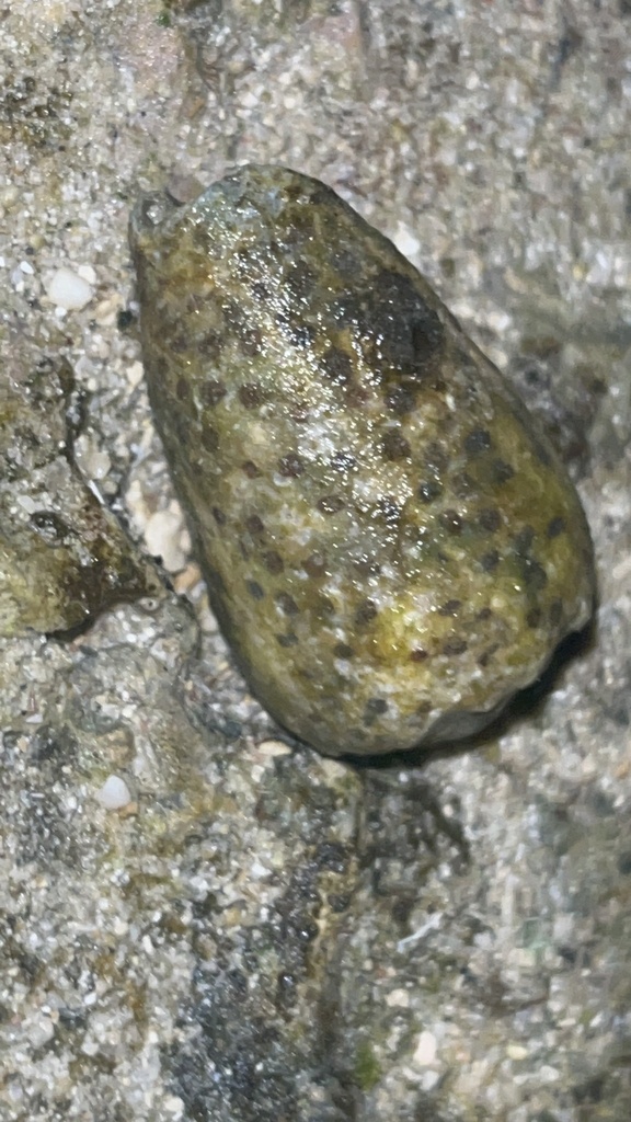 Flea-bitten Cone in July 2023 by alexbarnard · iNaturalist