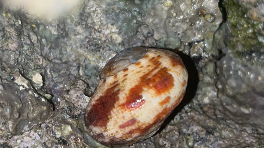 Smooth Moon Turban in July 2023 by alexbarnard · iNaturalist