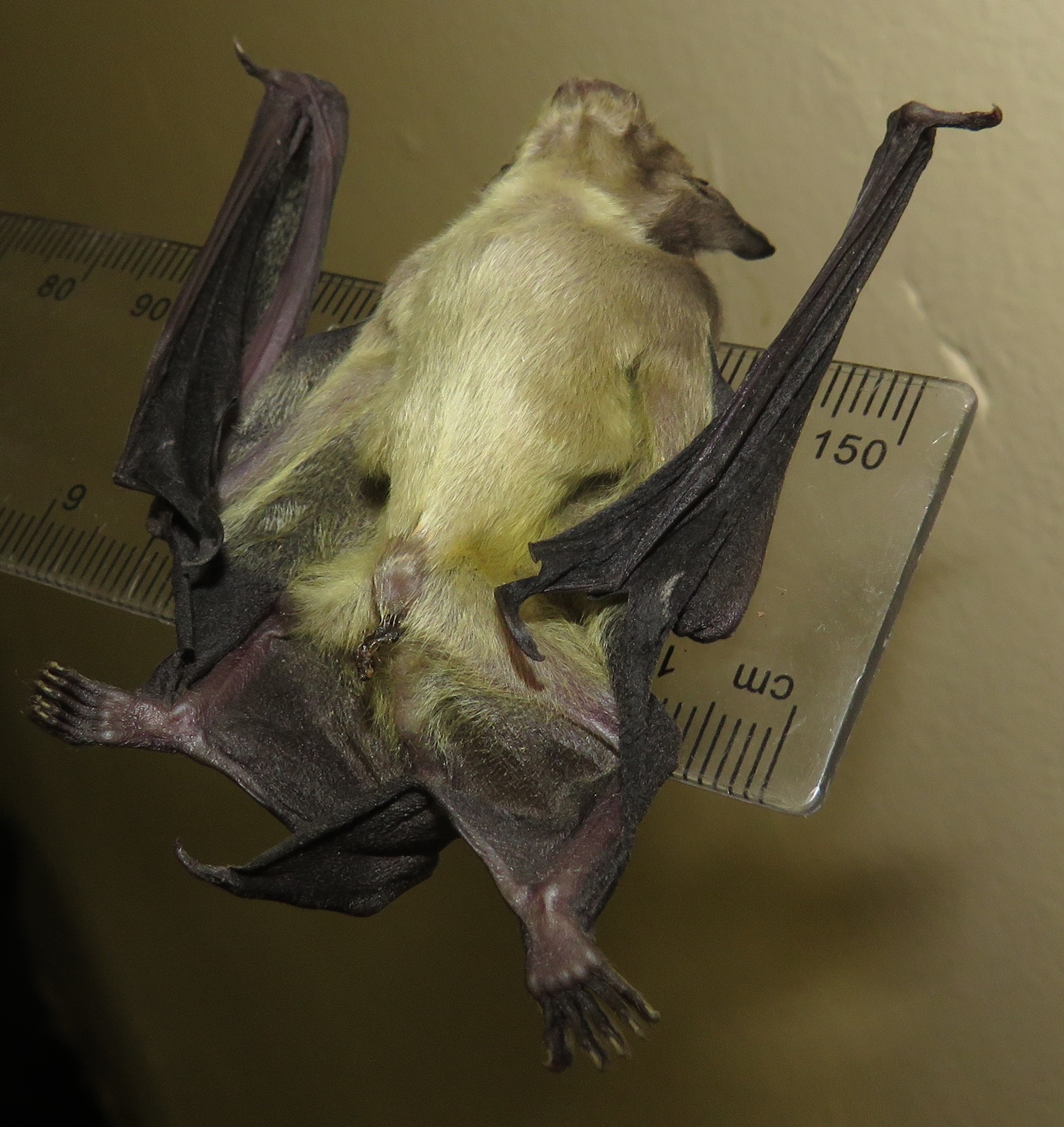 Scotophilus viridis (Peters, 1852)