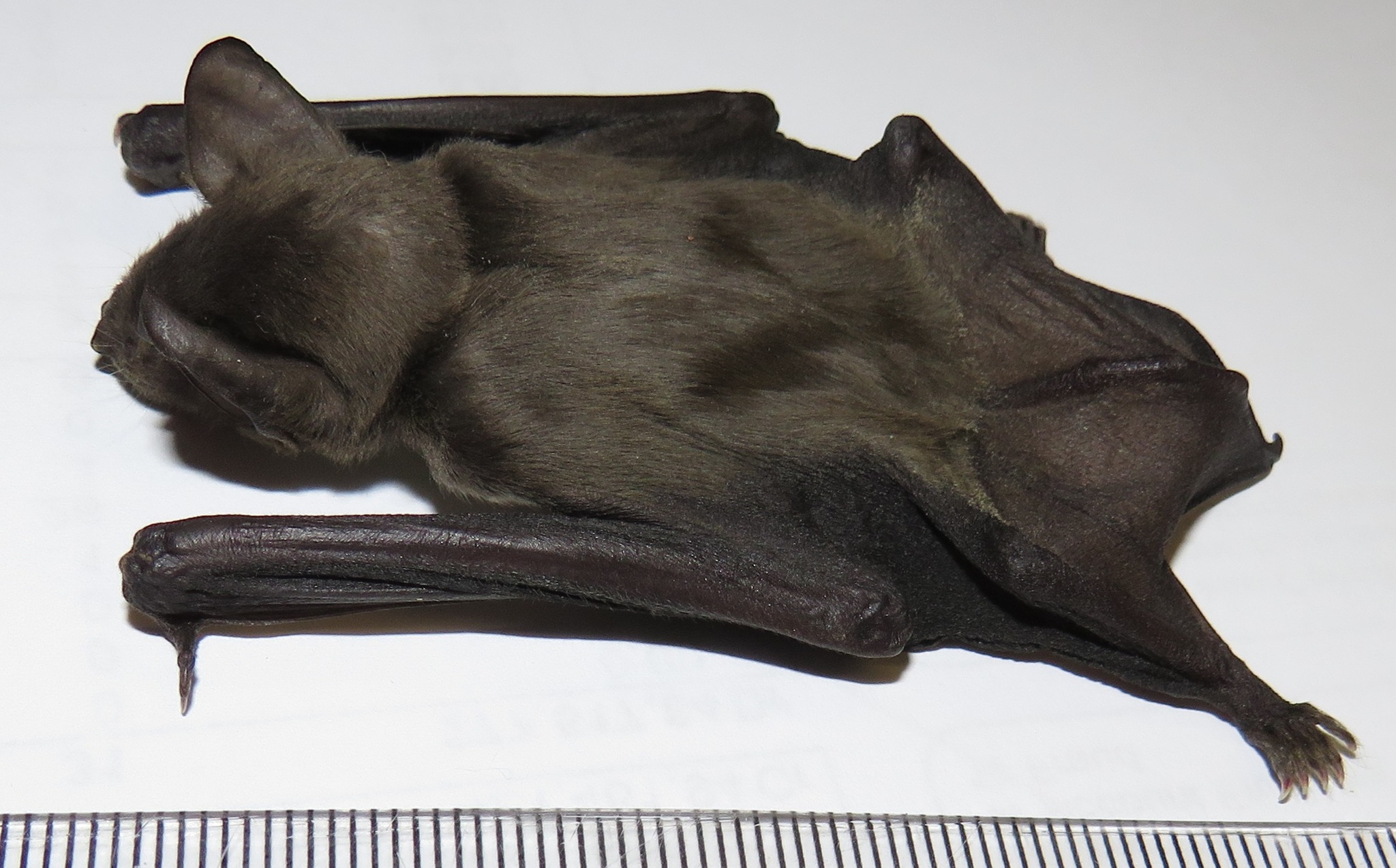 Scotophilus viridis (Peters, 1852)