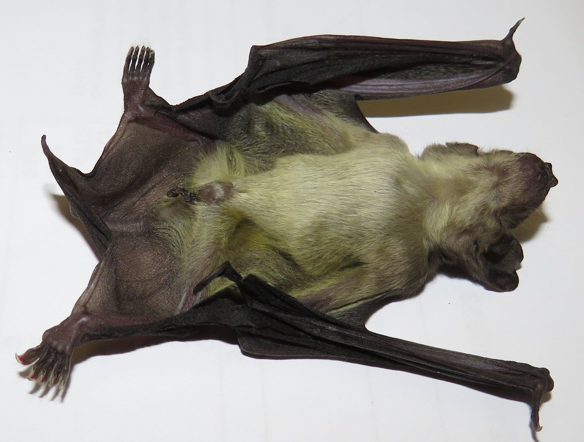 Scotophilus viridis (Peters, 1852)