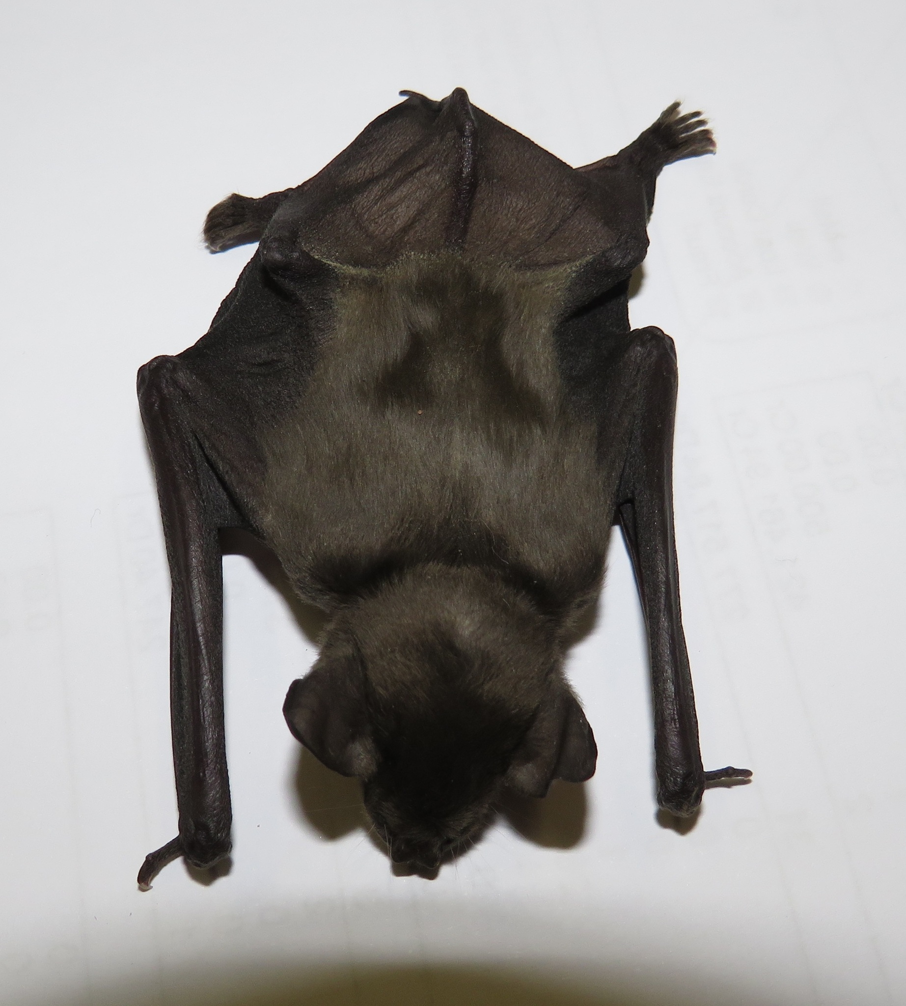 Scotophilus viridis (Peters, 1852)