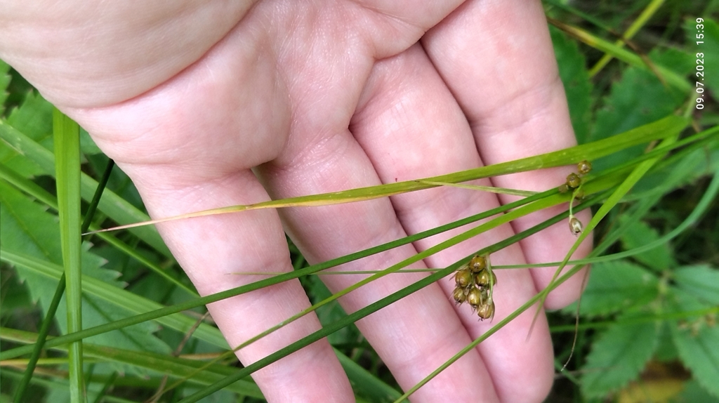 Thread Rush from Noginskiy rayon, RU-MS, RU on July 9, 2023 at 03:39 PM ...