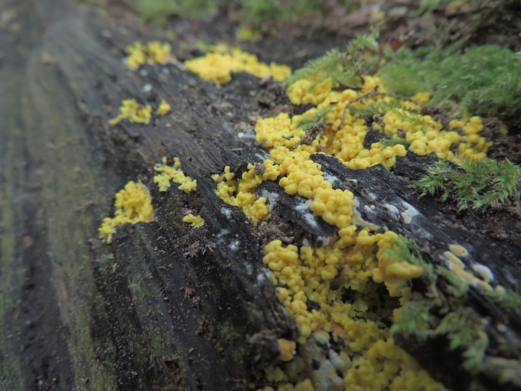 slime molds from Englefield Green, UK on July 11, 2023 at 11:41 AM by ...