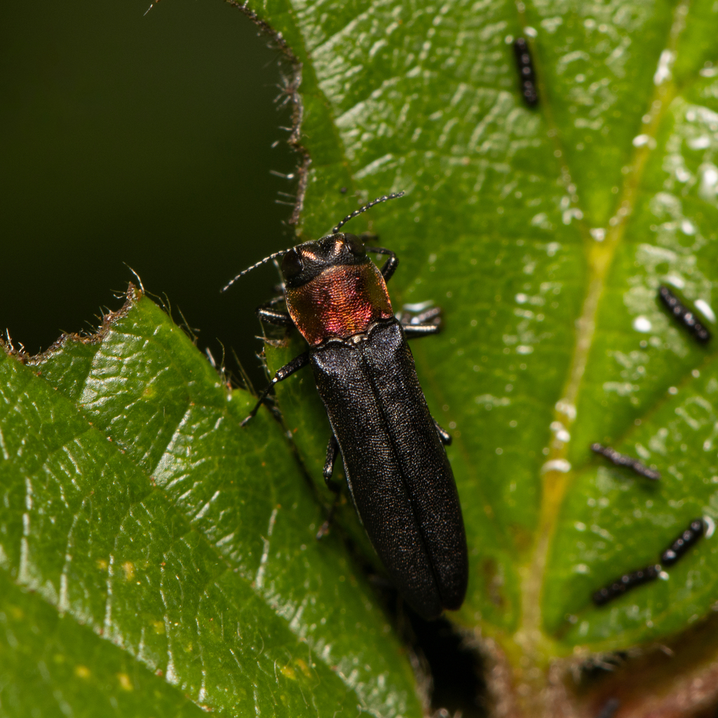 Red-necked Cane Borer Beetle from College Park, MD, USA on July 10 ...