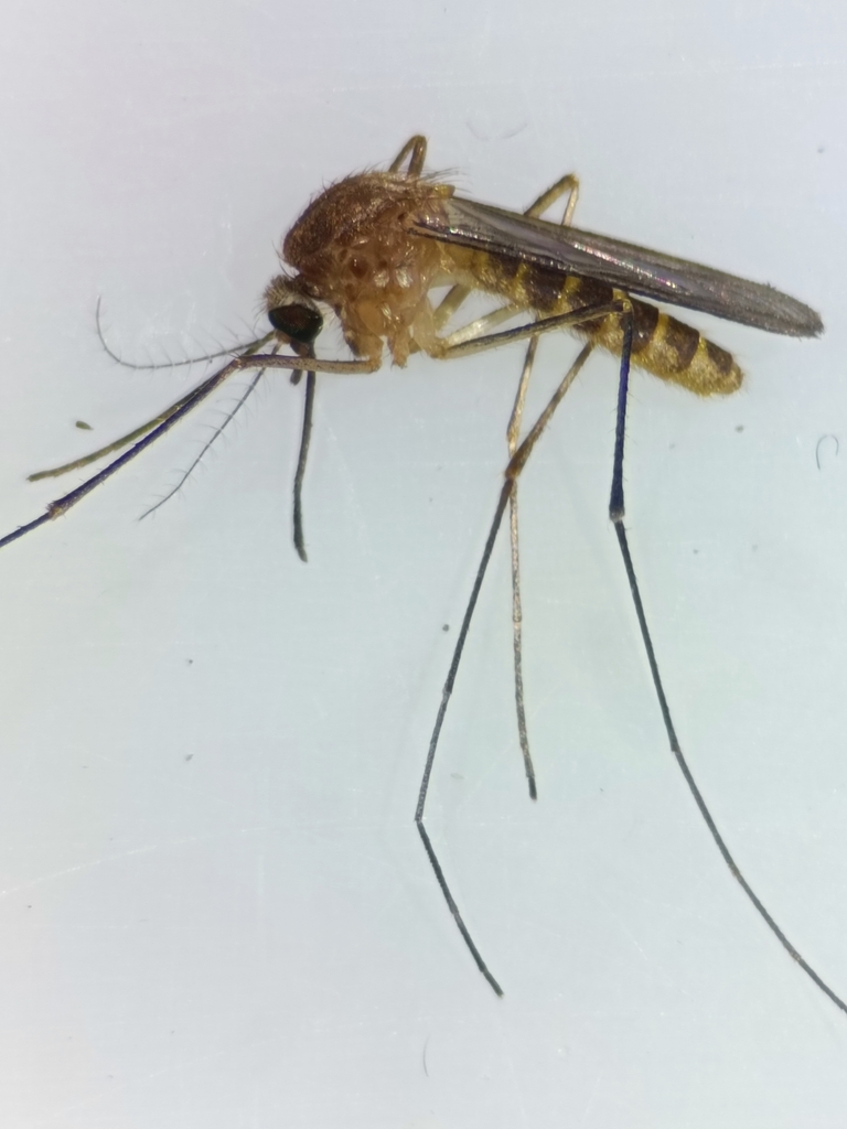 House Mosquito Complex from Plantières Queuleu, Metz, France on June 27 ...