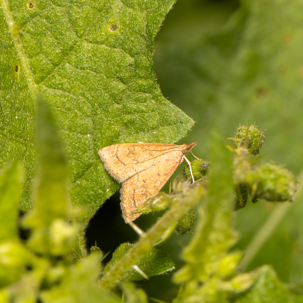 Celery Leaftier Moth from College Park, MD, USA on July 10, 2023 at 08: ...