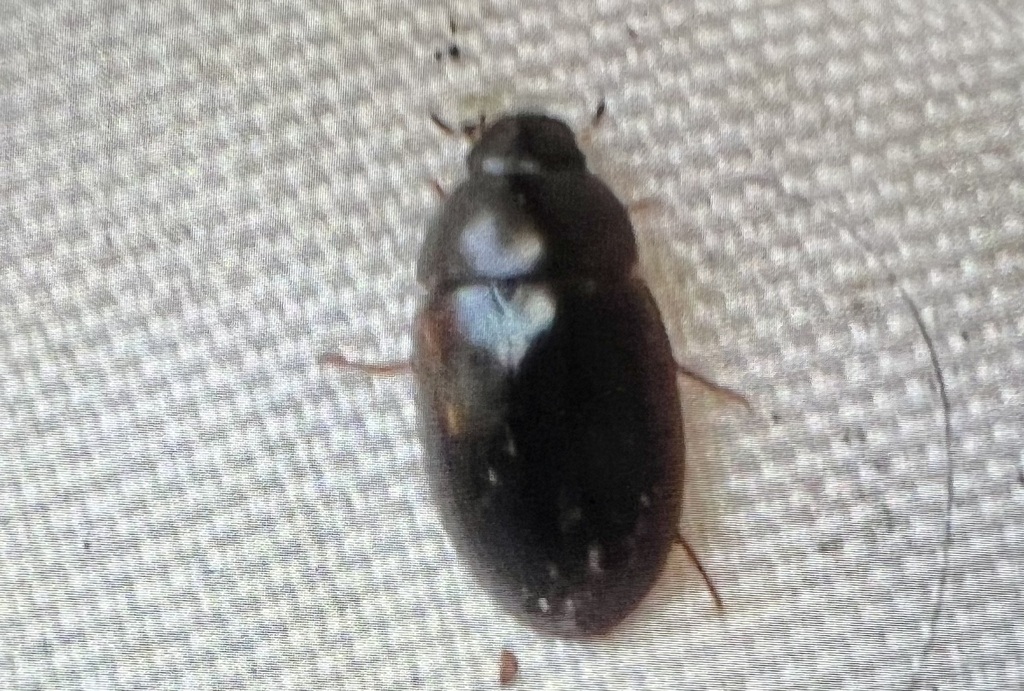 Hydrobius fuscipes from Grove Park Drive, Burlington, ON on July 11 ...
