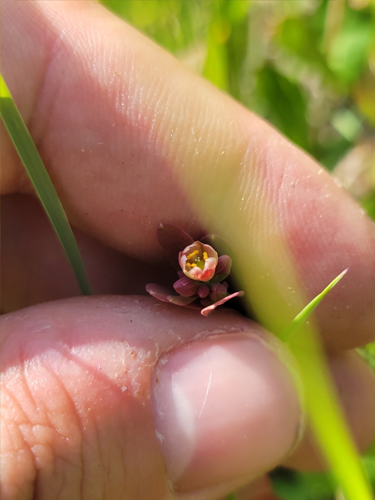 Fraser's marsh St. John's-wort from Heath Township, MI, USA on July 8 ...