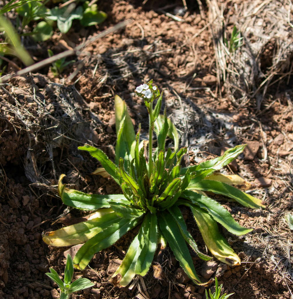 Rusty Popcornflower from Mount Diablo SP, Chase Pond Area, Contra Costa ...