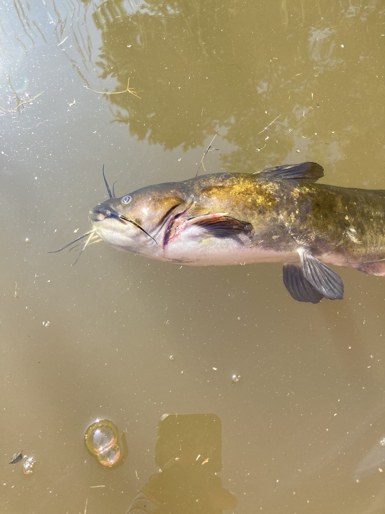 Brown Bullhead from Little Snaggy Mountain Rd, Swanton, MD, US on July ...
