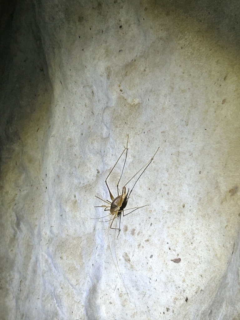Kefalari Cave Cricket in June 2023 by antman77 · iNaturalist