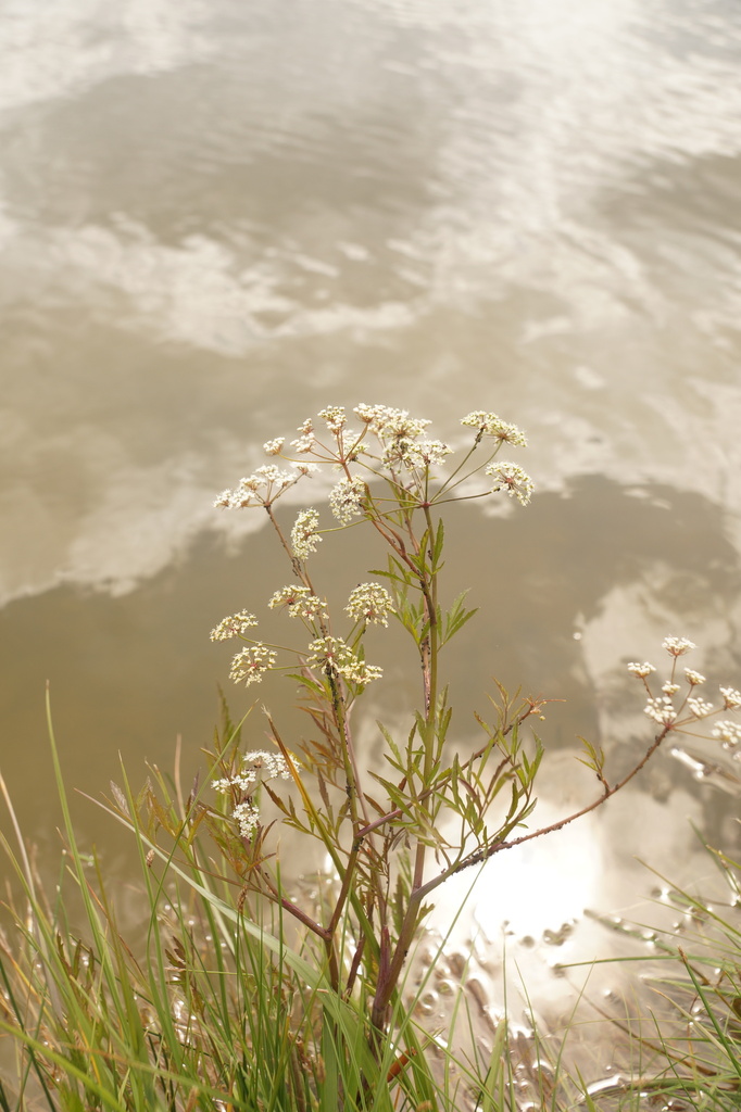Cowbane from Первомайский район, Минск, Беларусь on July 11, 2023 at 02 ...