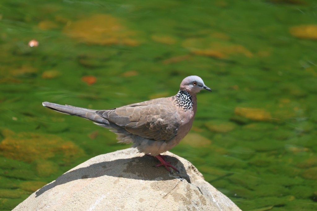 Chinese Spotted Dove (Spilopelia chinensis chinensis) - Avian Discovery