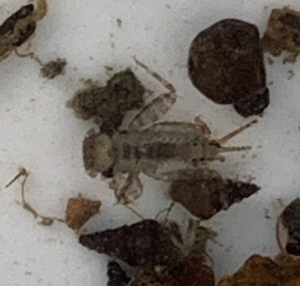 Mayflies from Cherokee Park, Louisville, KY, US on July 11, 2023 at 10: ...