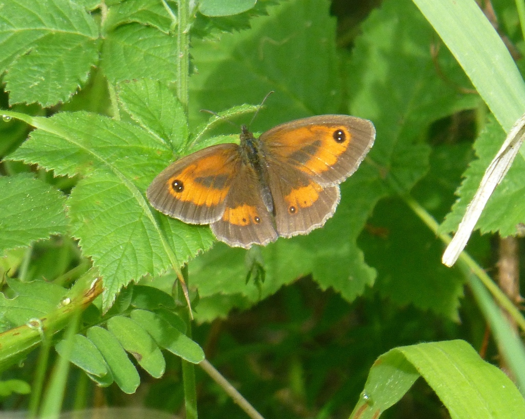 Gatekeeper from Wincham, UK on July 10, 2023 at 08:57 AM by Sheelagh ...
