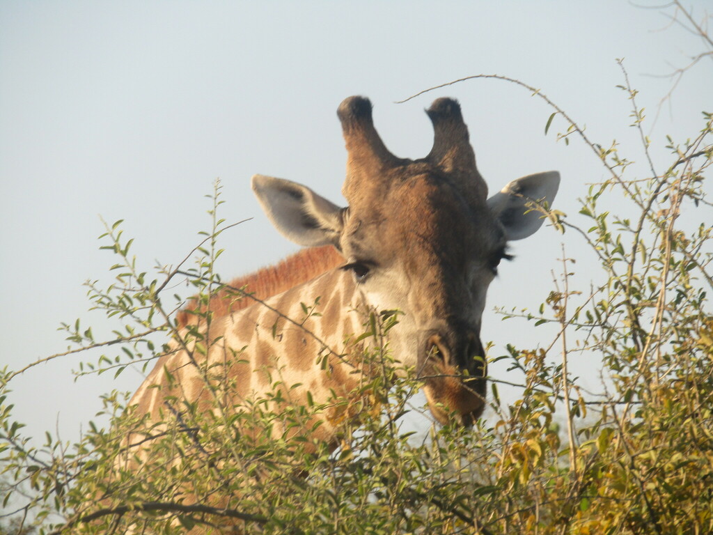 Giraffe in June 2023 by Mathubadifala · iNaturalist