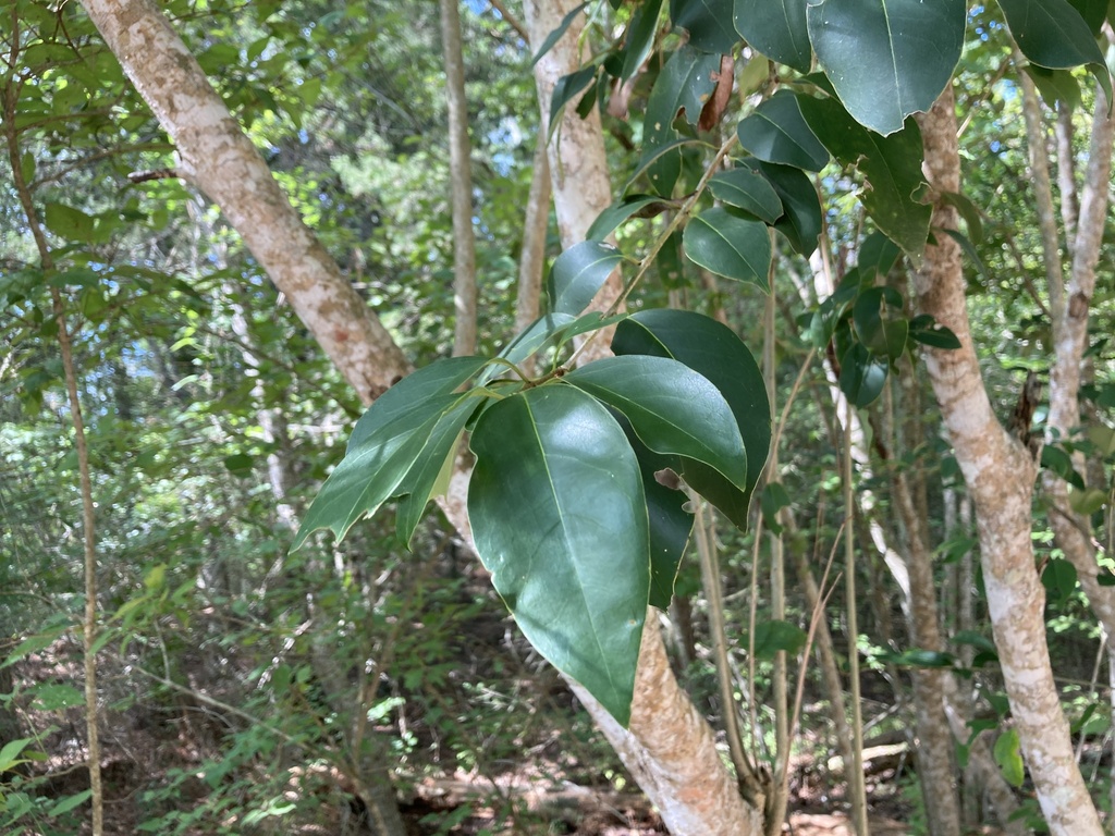 tree privet from Alvin, TX, US on July 11, 2023 at 10:32 AM by schaffy ...