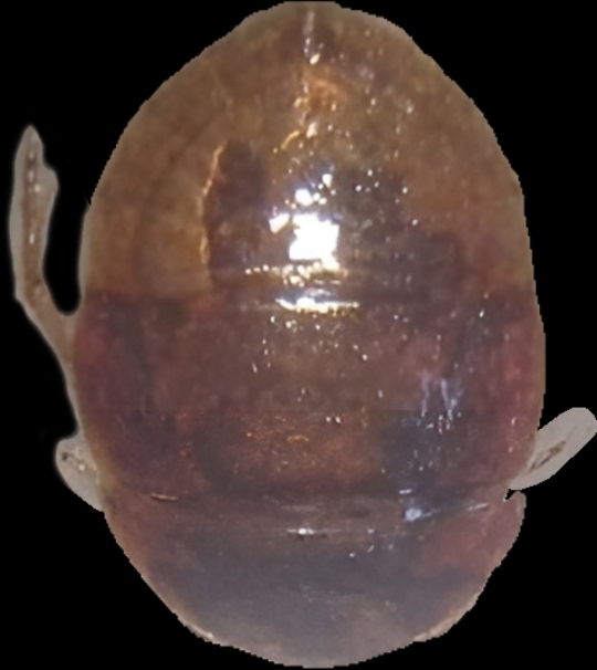 Creeping Water Bugs from Santiago, Ecuador on August 3, 2022 by Paola ...