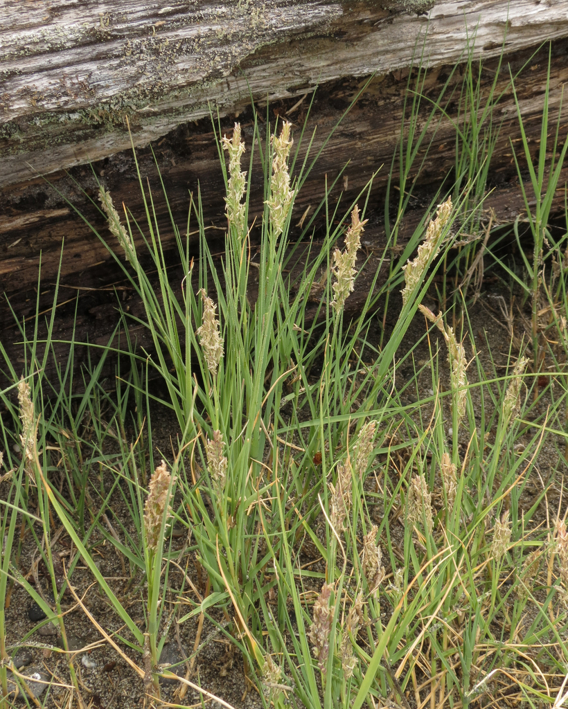 Saltgrass from Vashon, WA 98070, USA on July 10, 2023 at 01:35 PM by ...