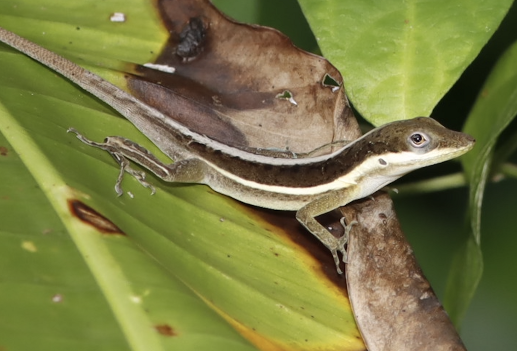Krug's Anole from Angeles, Utuado, Puerto Rico on June 29, 2023 at 02: ...