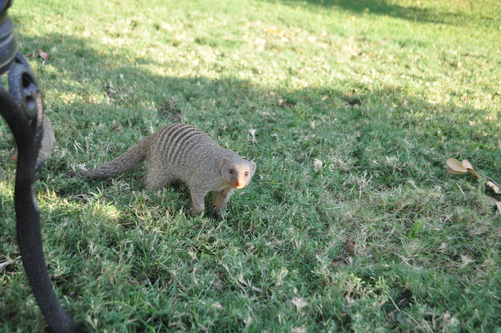 Southern Banded Mongoose from Kasane, Botswana on June 18, 2023 at 03: ...