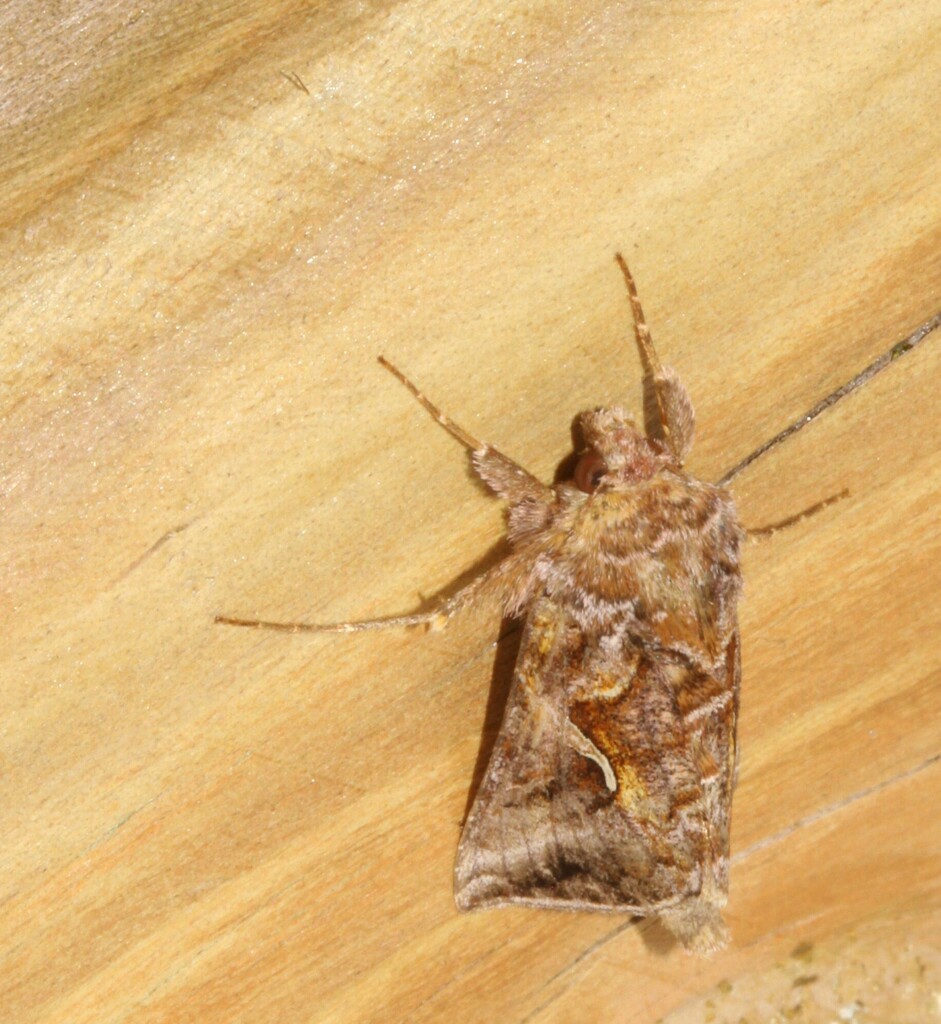 Autographa rubidus from Mont-Joli, QC, Canada, 1101 rue Lussier on July ...