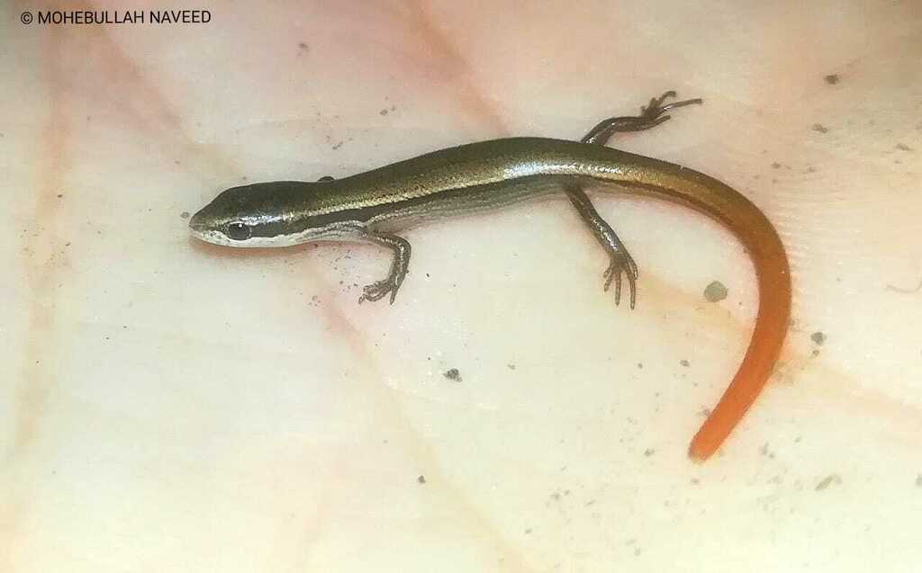Minor Snake-eyed Skink from Tip Housing Colony, Harīpur, Haripur ...