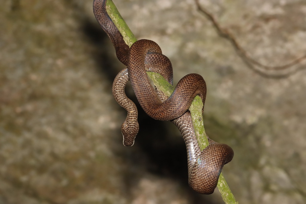 Puerto Rican Boa in June 2023 by Rafael Enrique Baez Segui · iNaturalist