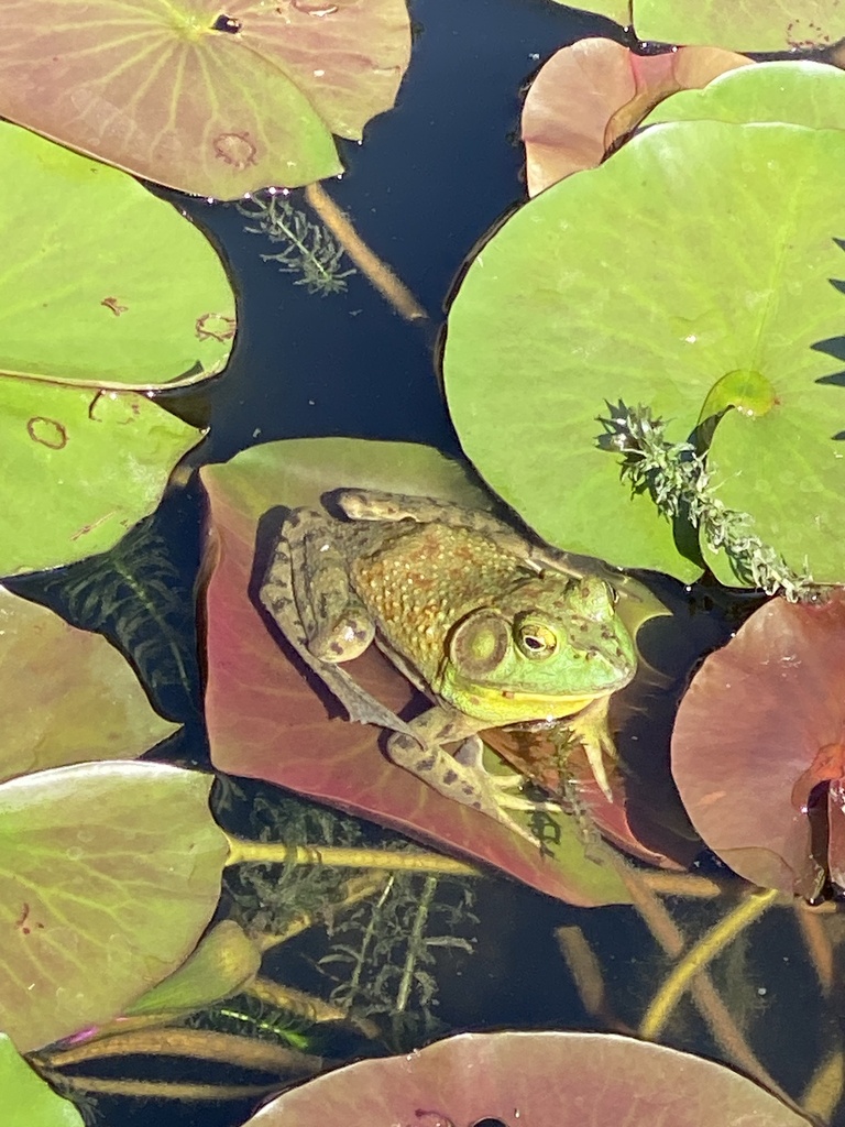 American Bullfrog from Atlanta Botanical Garden, Atlanta, GA, US on ...