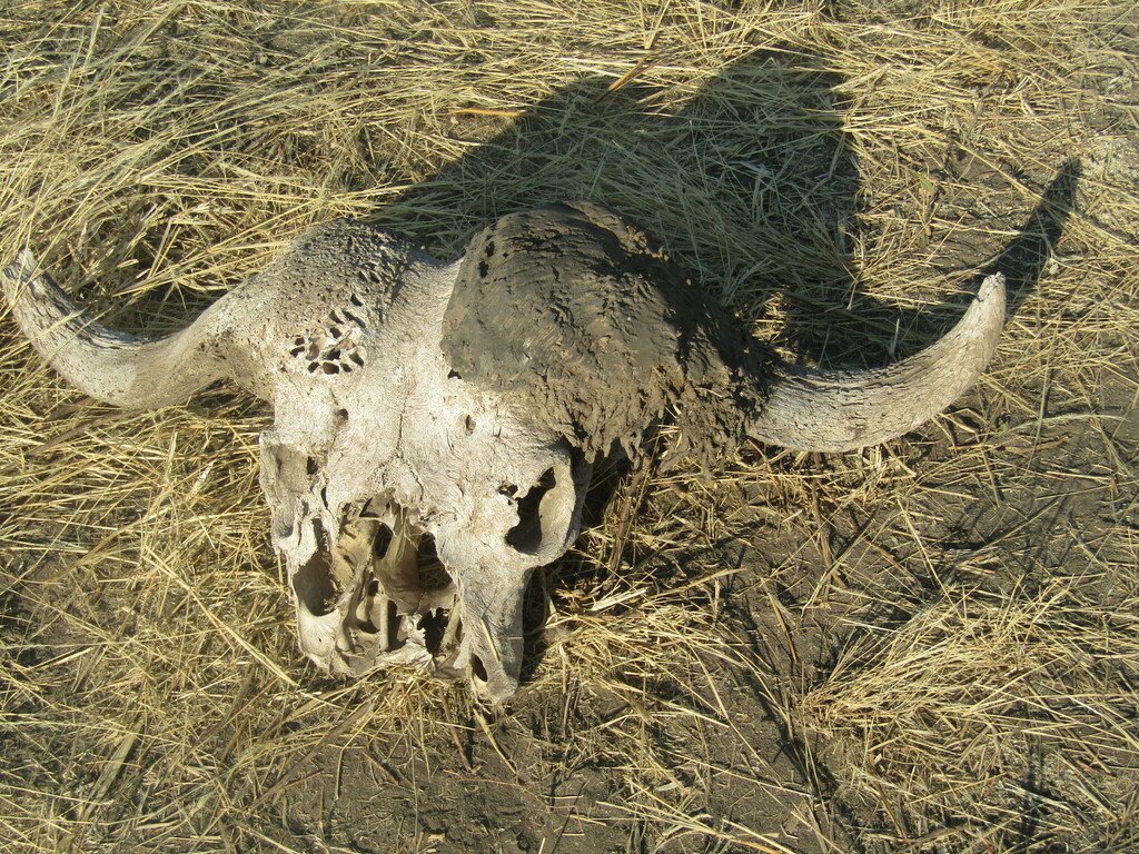 African Buffalo in June 2023 by Mathubadifala · iNaturalist