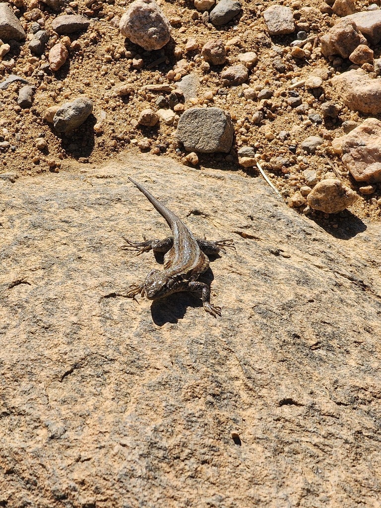 Western Side-blotched Lizard from Joshua Tree National Park, Desert Hot ...