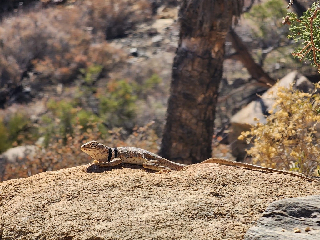 Desert Collared Lizard from Joshua Tree National Park, Desert Hot ...