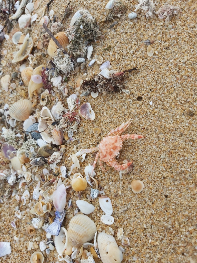 Banded-leg swimming crab from Deepwater QLD 4674, Australia on July 12 ...