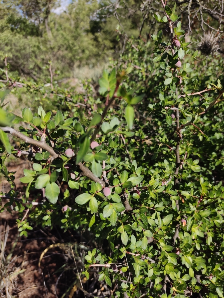 Mexican Frankincense from 42432 Hgo., México on July 9, 2023 at 08:53 ...