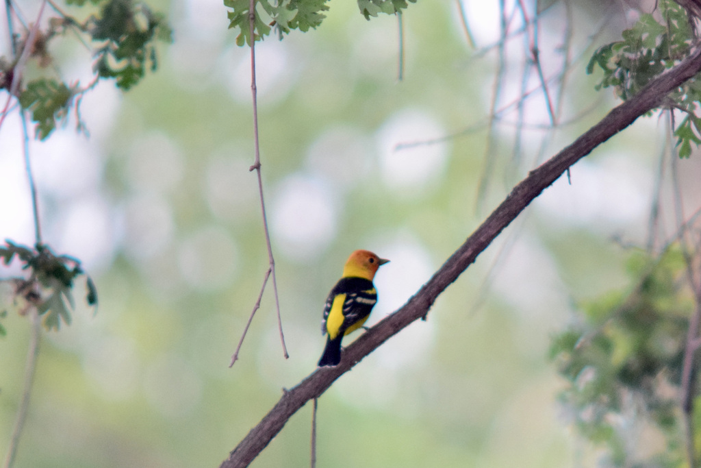 Western Tanager from Ripon WTP West and Trail on May 5, 2022 at 06:37 ...
