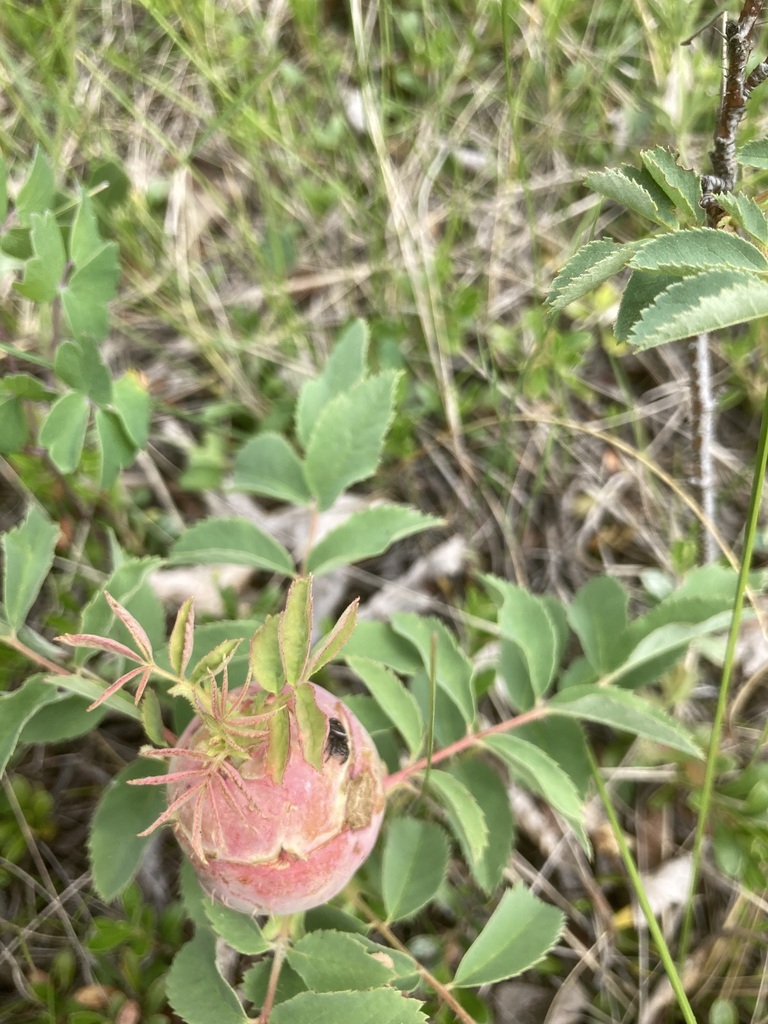 Winged and Once-winged Insects from Southwest Calgary, Calgary, AB ...