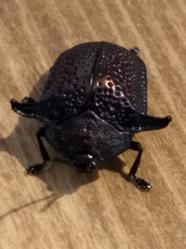 Omocerus taurus · iNaturalist