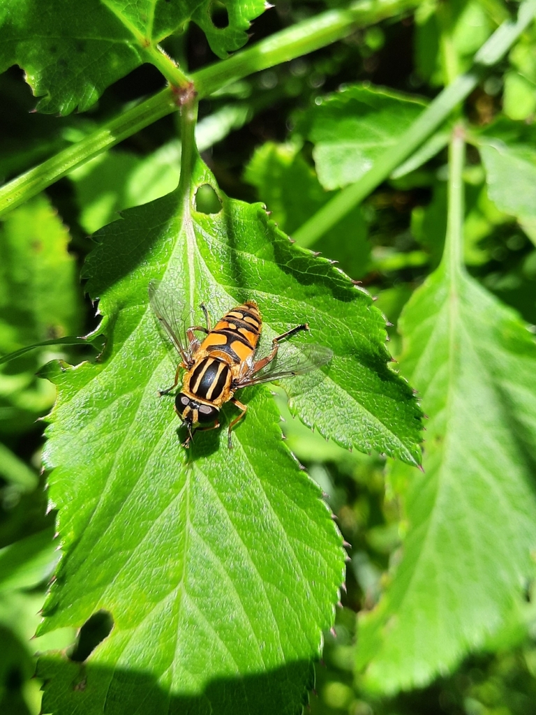 Sun Fly from Drumoak, Banchory AB31 5ES, UK on July 11, 2023 at 11:08 ...