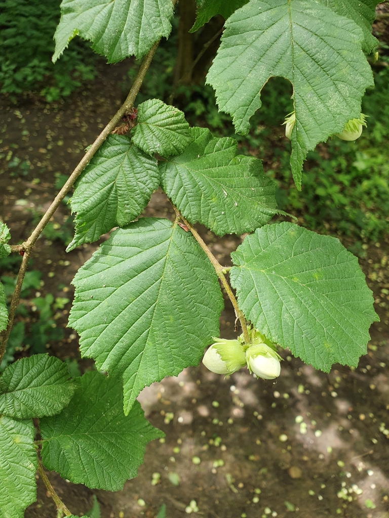 common hazel from Englefield Green, UK on July 11, 2023 at 12:29 PM by ...
