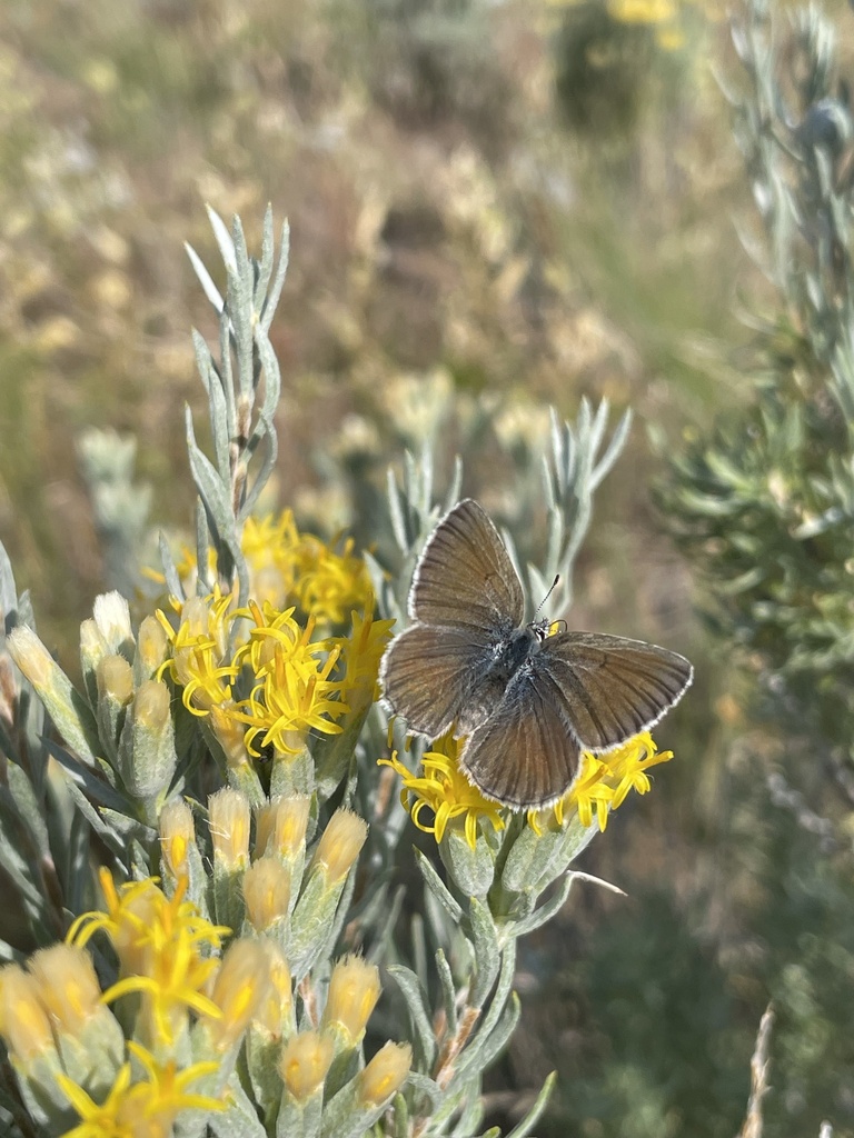 Gossamer-winged Butterflies from Malheur County, US-OR, US on July 7 ...