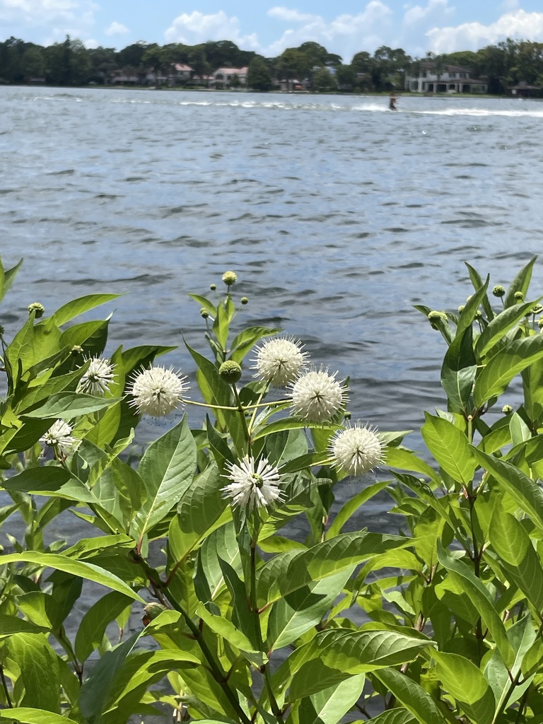 buttonbush from Lake Maitland, Winter Park, FL, US on July 9, 2023 at ...