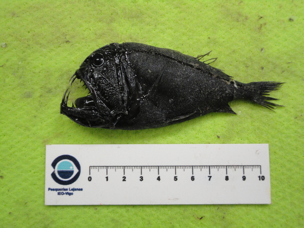 Fangtooth (Anoplogaster cornuta) - Marine Life Identification