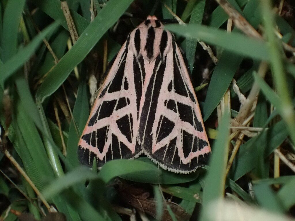 Apantesis from Franklin County, MO, USA on July 11, 2023 at 05:49 AM by ...