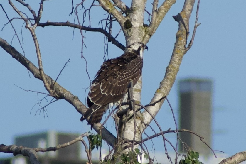 Osprey from University District, Seattle, WA, USA on September 7, 2020 ...