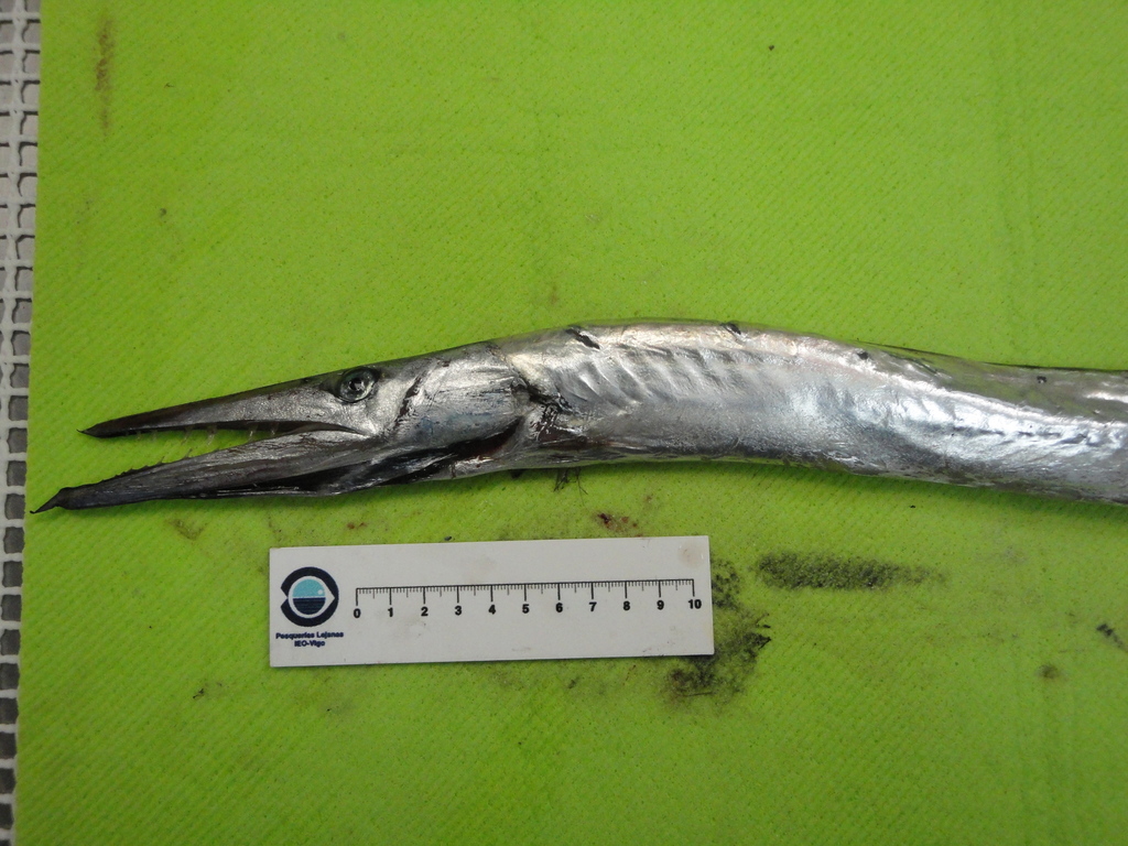 Anotopterus pharao (bahia de los angeles por SNIB) · iNaturalist Mexico