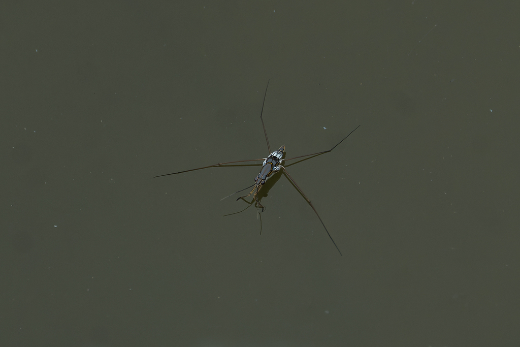 Limnogonus fossarum from Bang Khun Thian, Bangkok 10150, Thailand on ...