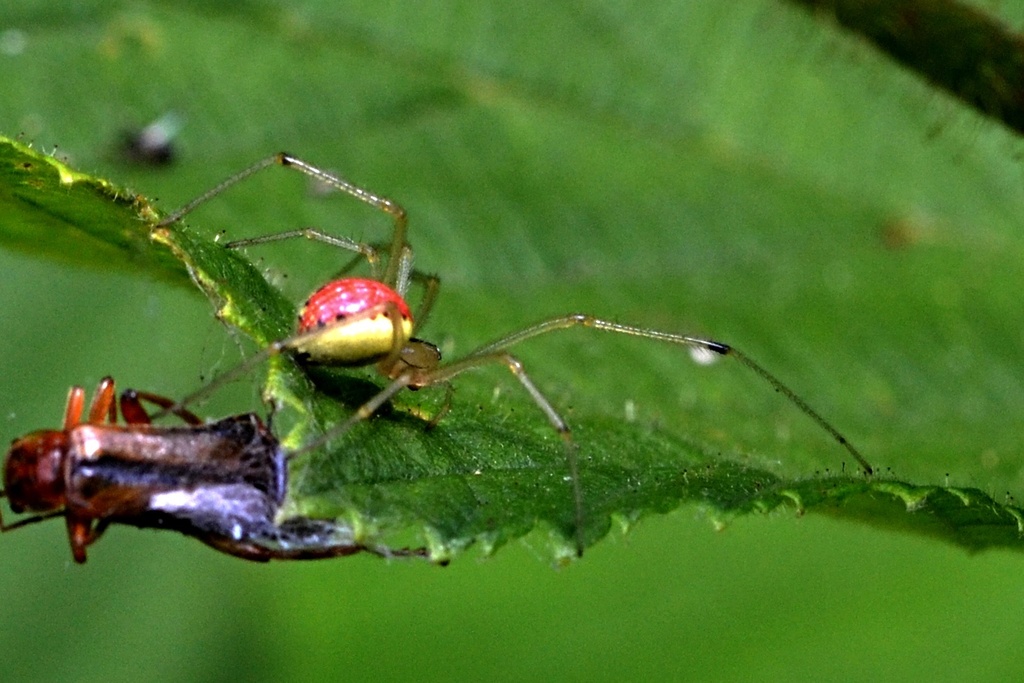 Common candy-striped spider from 913 38 Soblahov, Slovensko on July 5 ...