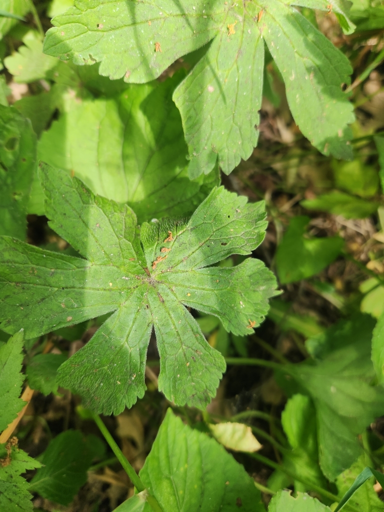 wild geranium from Lino Lakes, MN, USA on July 11, 2023 at 11:53 AM by ...